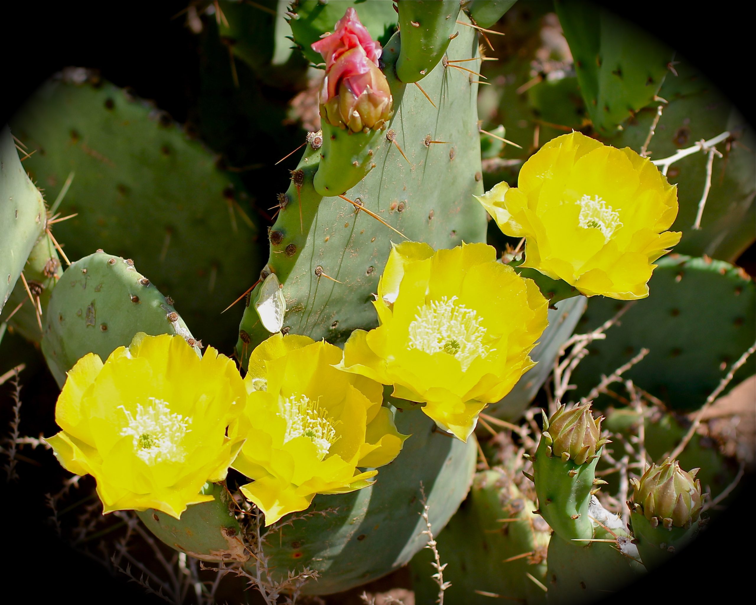Texas Native Plants – Gardens For Texas