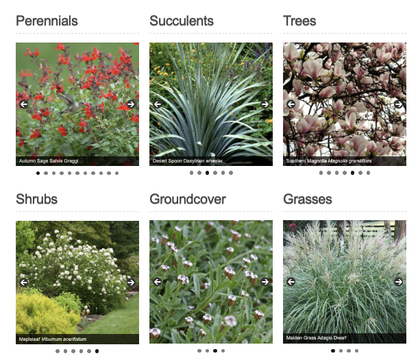 Learn How Texas Native Plants Benefit Your Landscape – Gardens For Texas